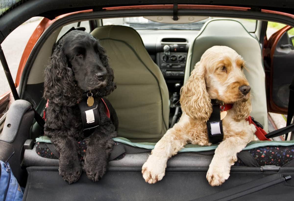 Tips For Traveling Alone With A Pet | GoPetFriendly